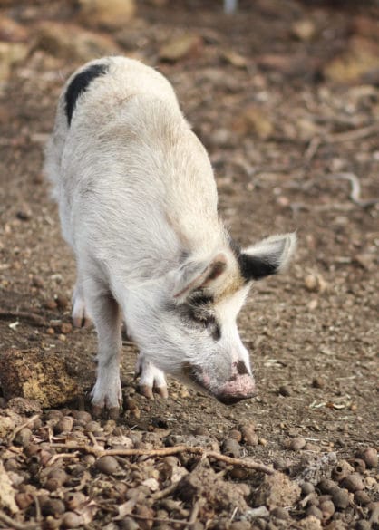 Happy Hooves Farm Sanctuary - Animal Actionist