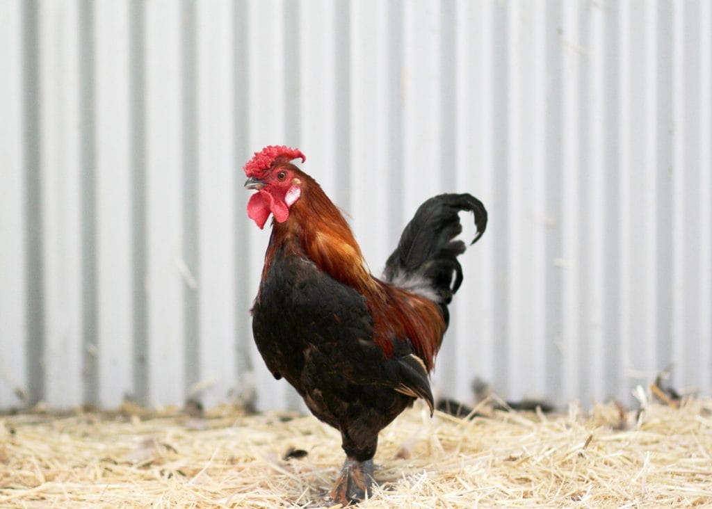 Roger - Animal Actionist