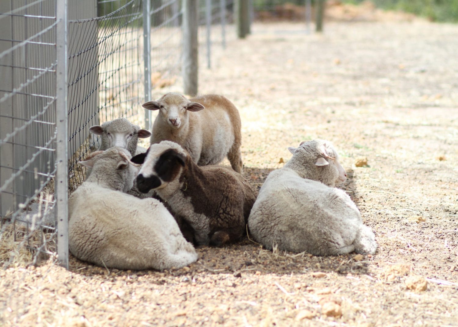 The Flock of Four - Animal Actionist