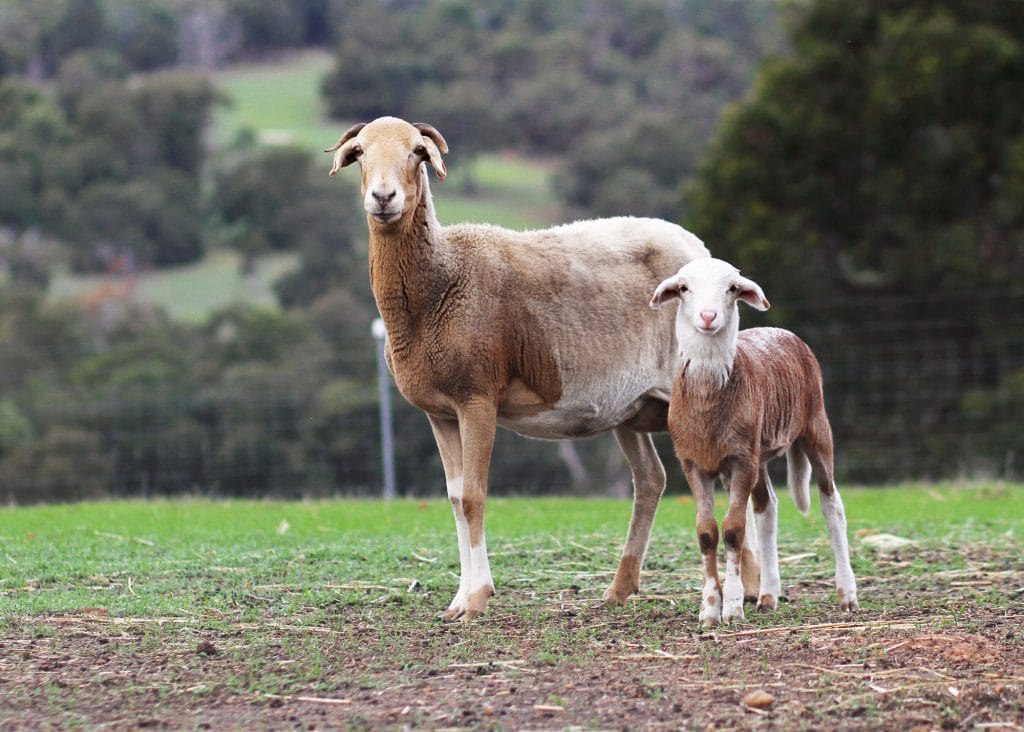 May - Animal Actionist