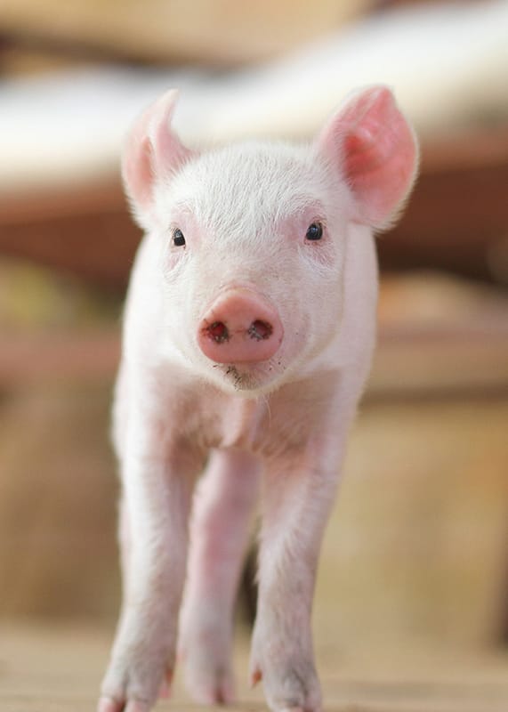 Eli - Animal Actionist