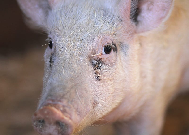 Eli - Animal Actionist