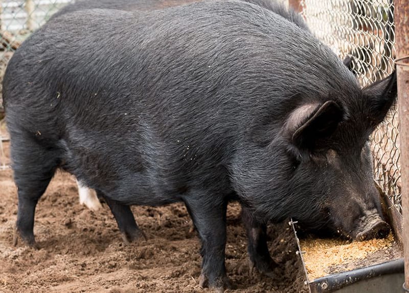 Bella & Dana - Animal Actionist