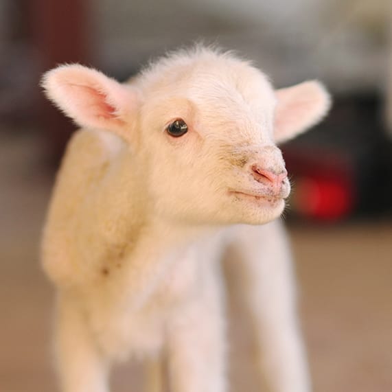 Jade - Animal Actionist