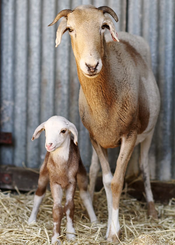 May - Animal Actionist