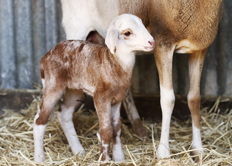 May - Animal Actionist