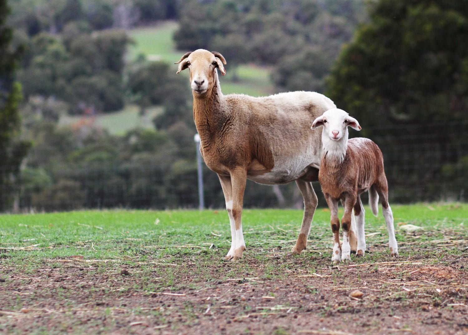 May - Animal Actionist